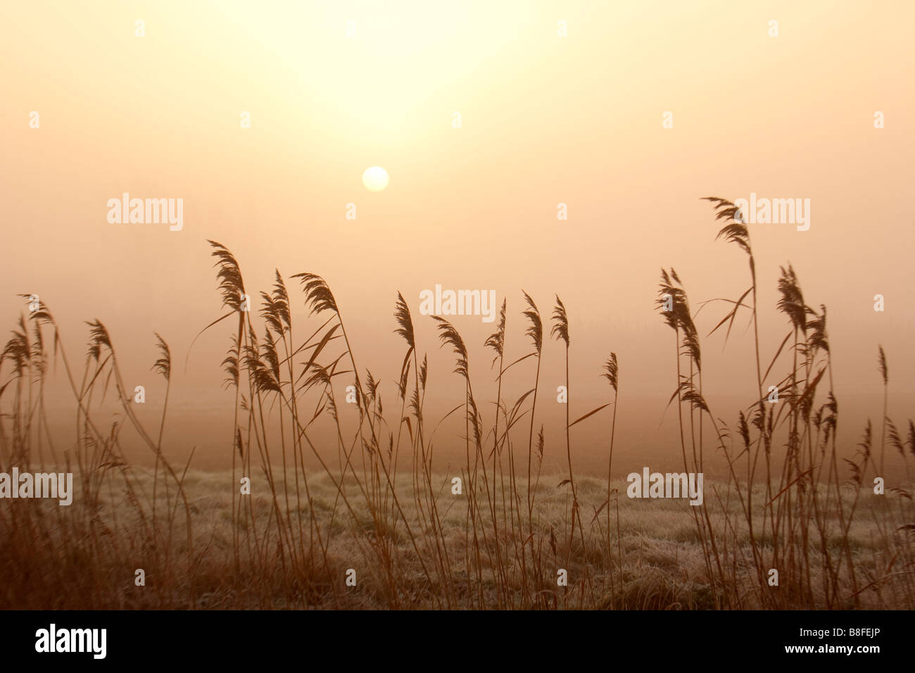 Norfolk Reeds in the mist at sunrise on the Norfolk Broads Stock Photo ...