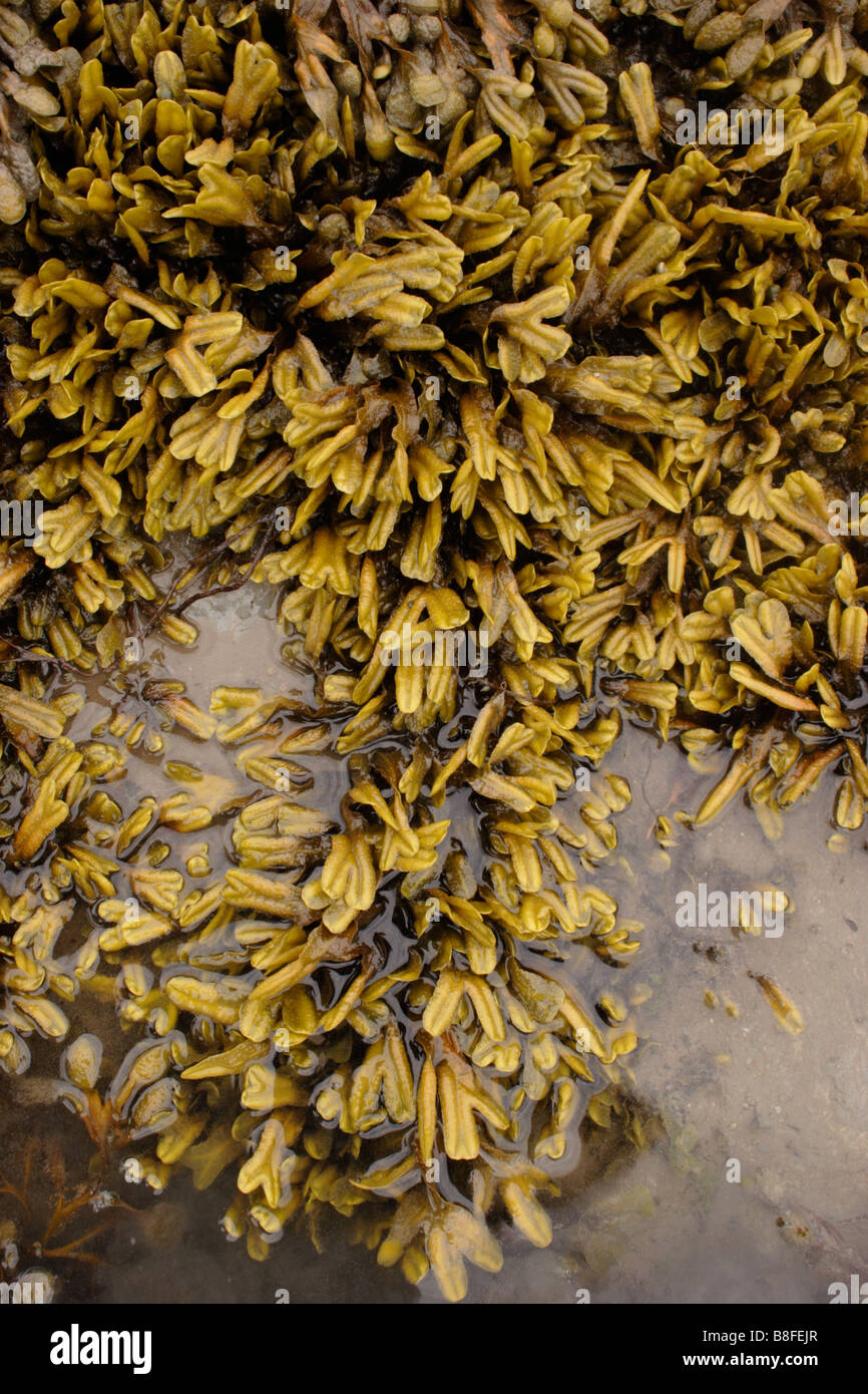 Horned wrack Fucus ceranoides a brown seaweed UK Stock Photo - Alamy