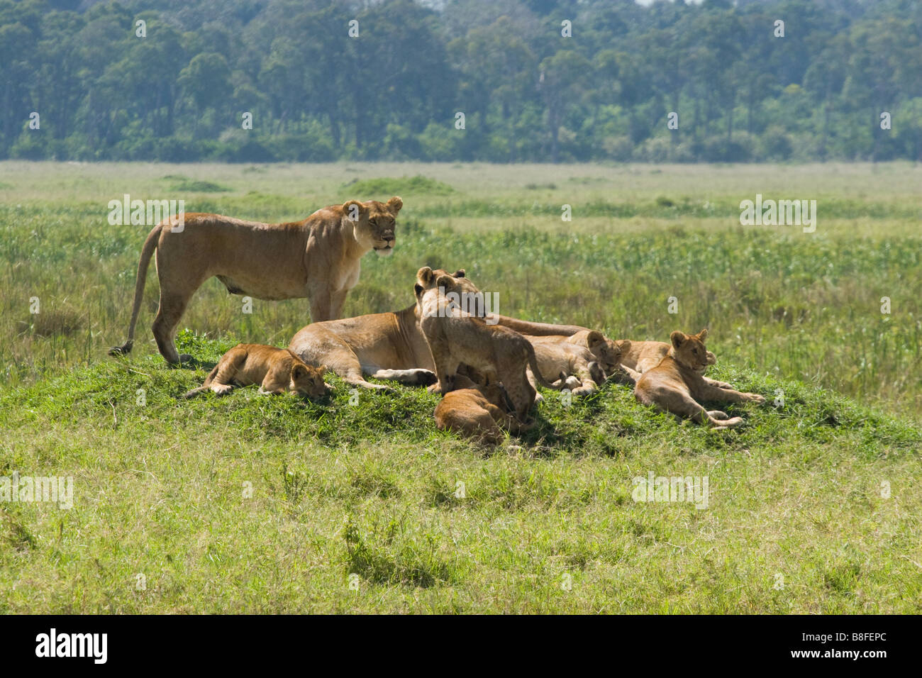 Pride of Lions Stock Photo - Alamy