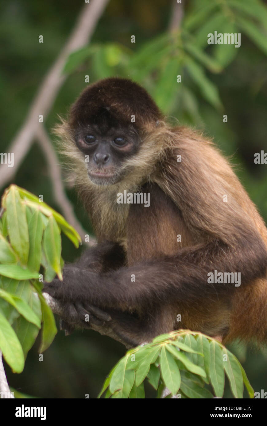 Monkey, Lake Nicaragua, Nicaragua Stock Photo - Alamy