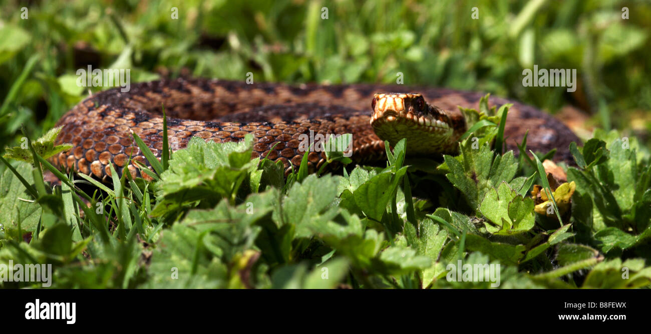 Adder uk hi-res stock photography and images - Alamy
