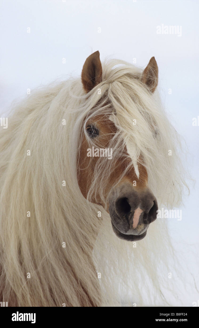 Haflinger Horse (Equus ferus caballus), stallion with extreme long mane ...