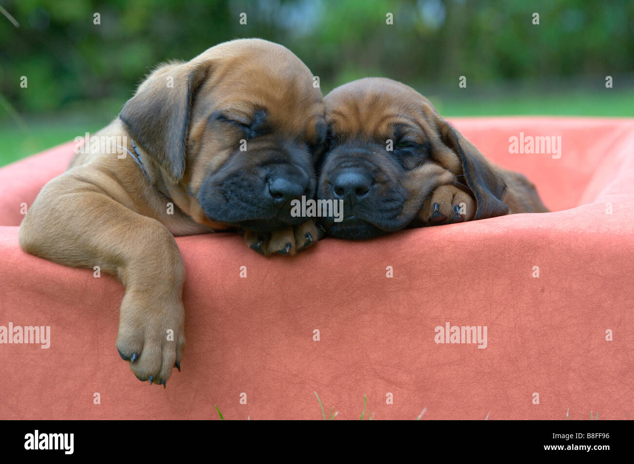 Rhodesian Ridgeback (Canis lupus familiaris), two puppies sleeping ...