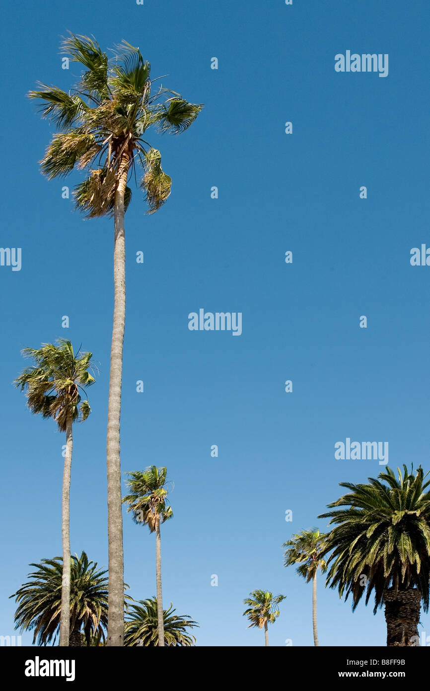 Skinny palm trees hi-res stock photography and images - Alamy