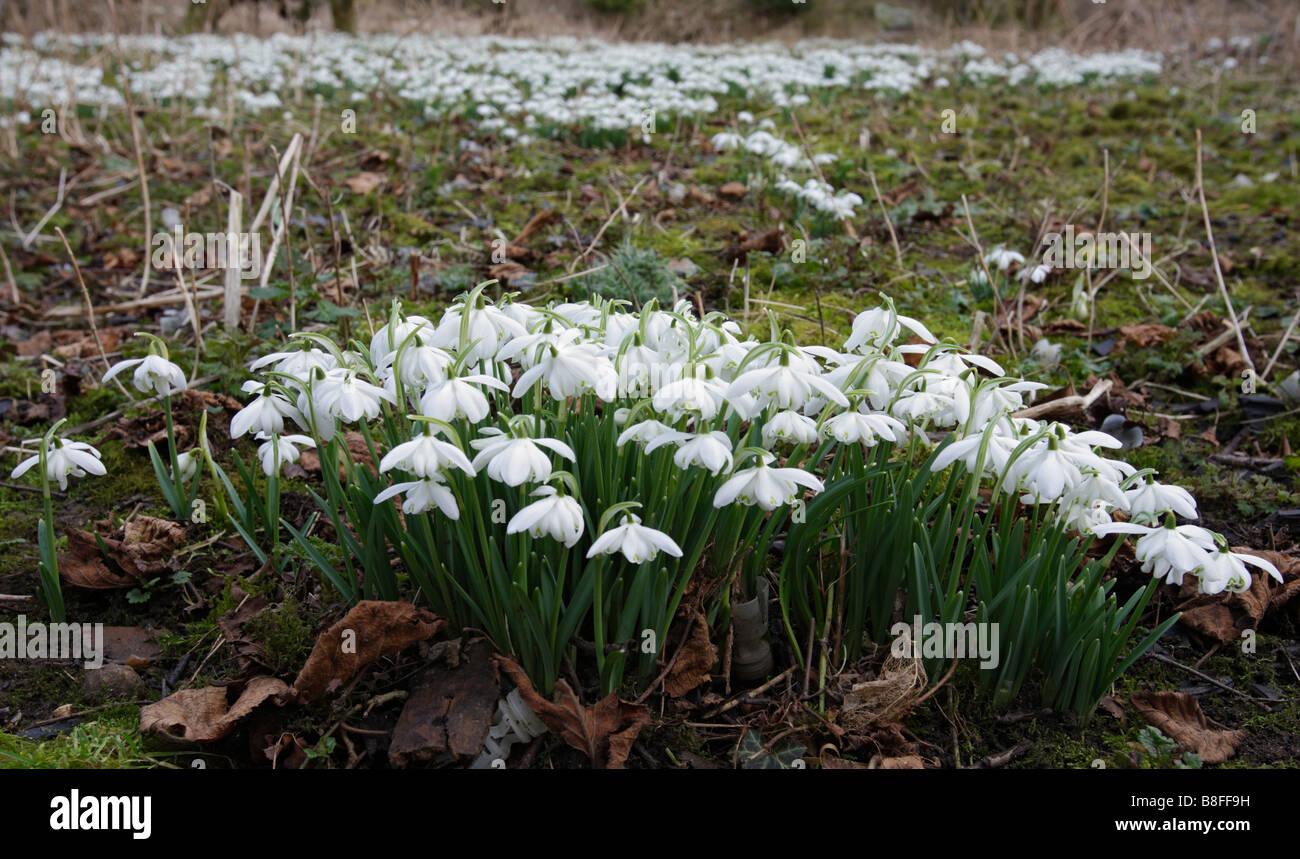 Common snowdrop Galanthus nivalis in local wood Stock Photo - Alamy