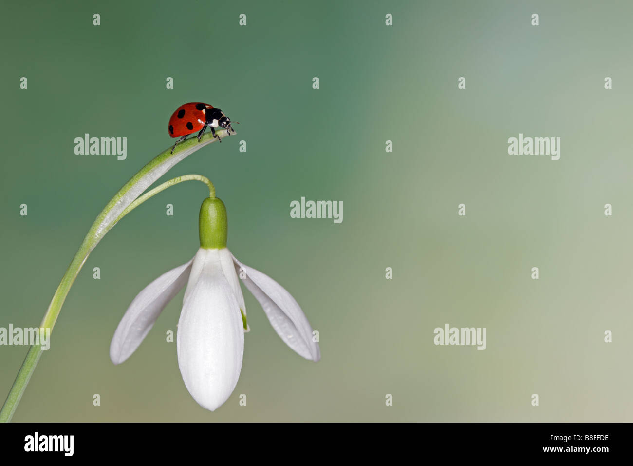 Most common british ladybird hi-res stock photography and images - Alamy