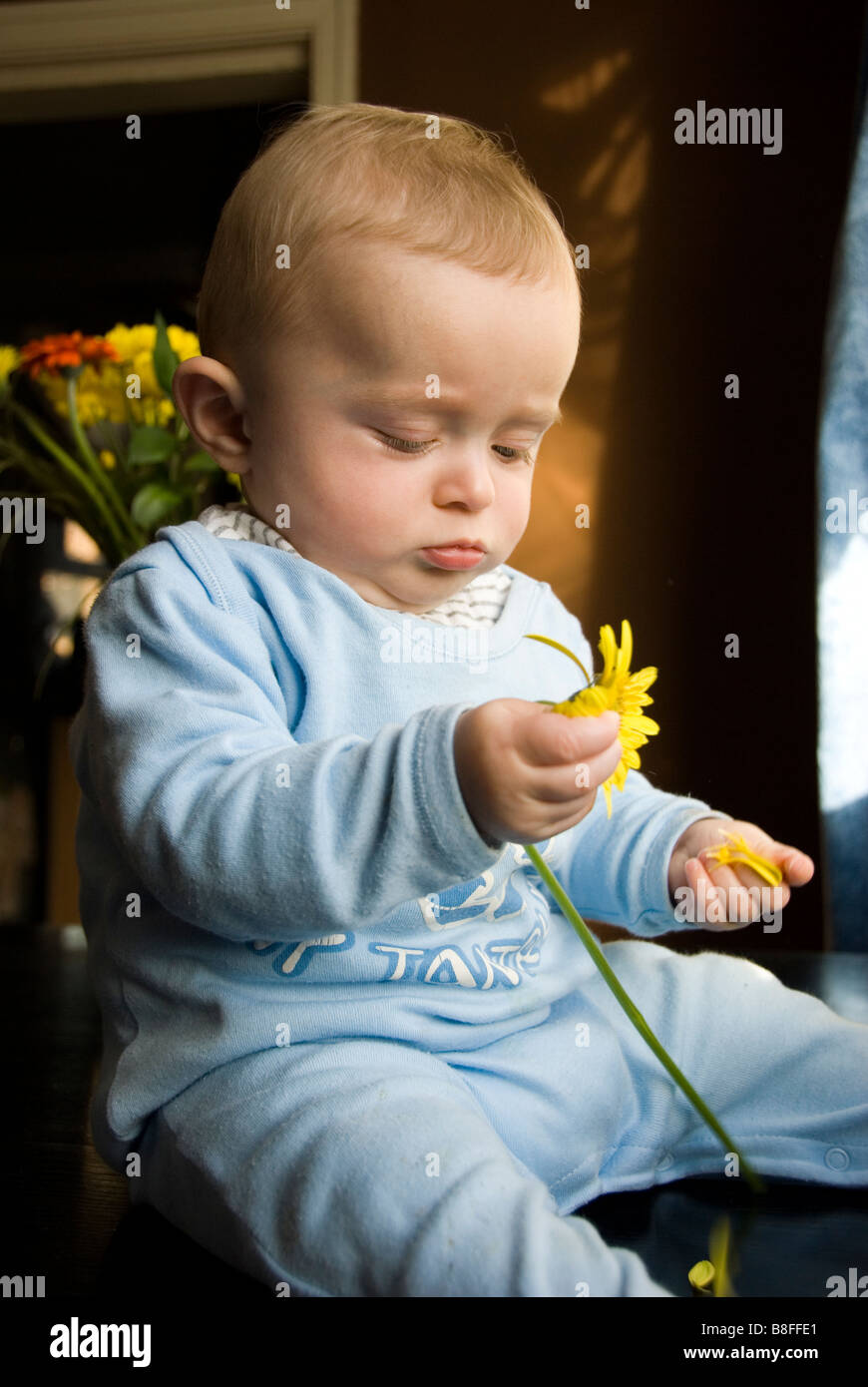 Baby Boy Sitting Pulling the Petals off a Yellow Flower Stock Photo - Alamy