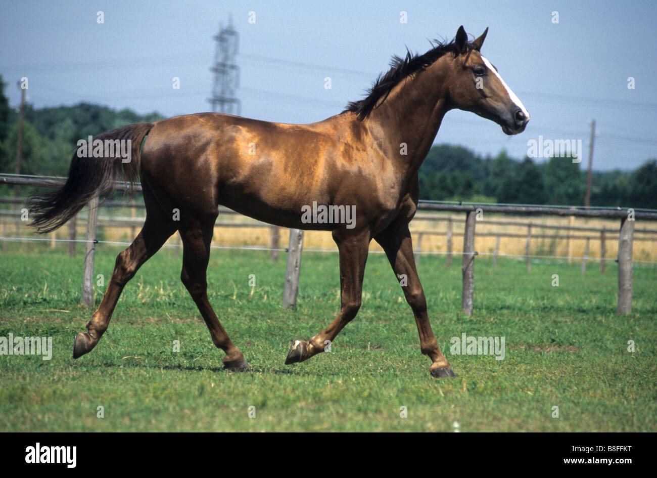 Budyonny horse hi-res stock photography and images - Alamy