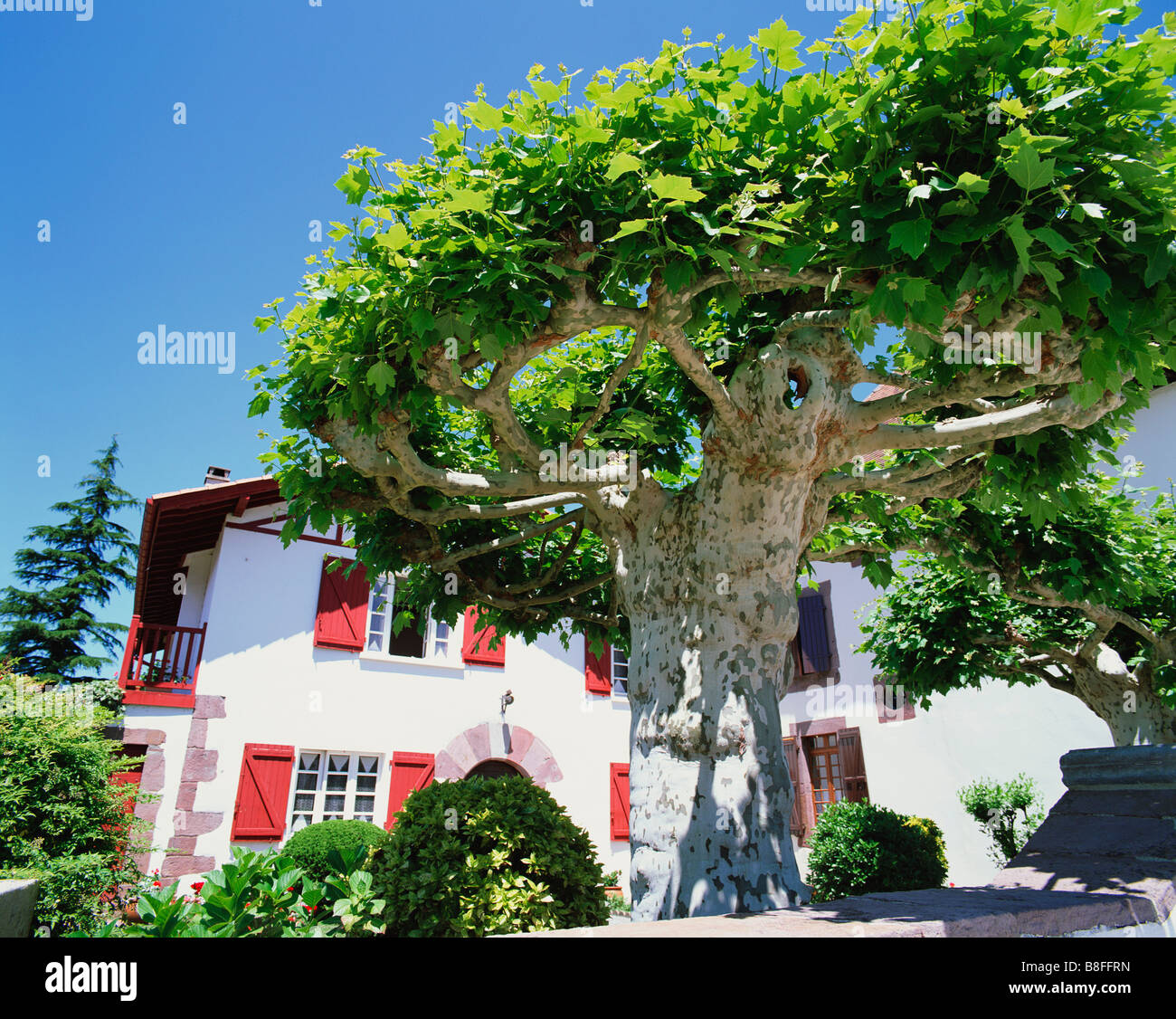 Pleached tree hi-res stock photography and images - Alamy