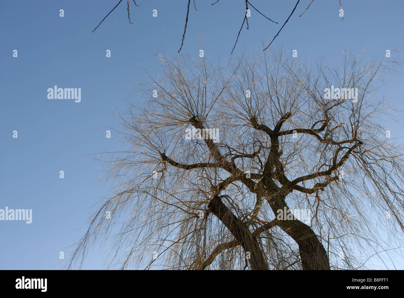 WILLOW TREE Stock Photo - Alamy