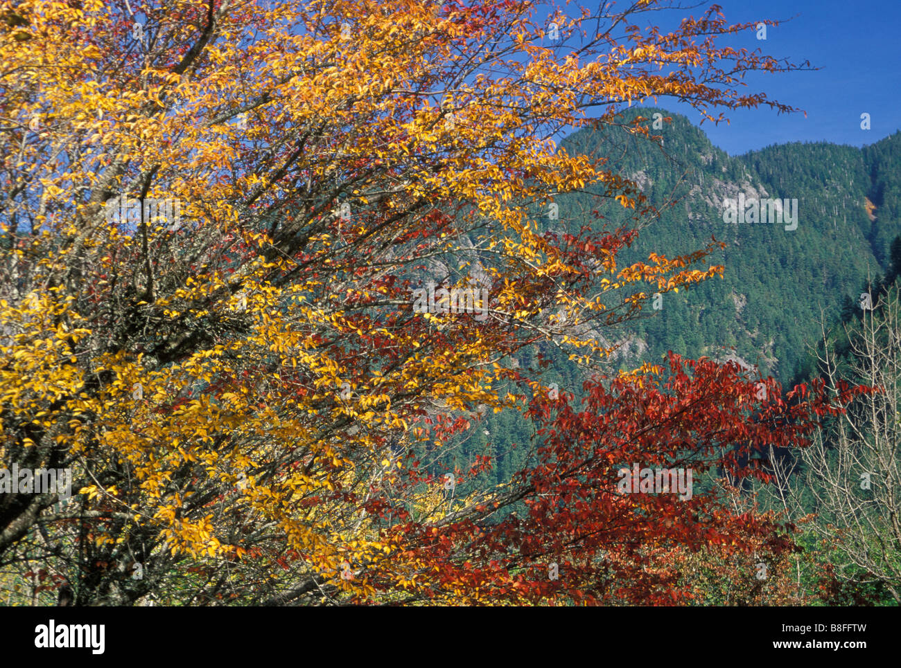 Autumn in North Cascades Stock Photo - Alamy