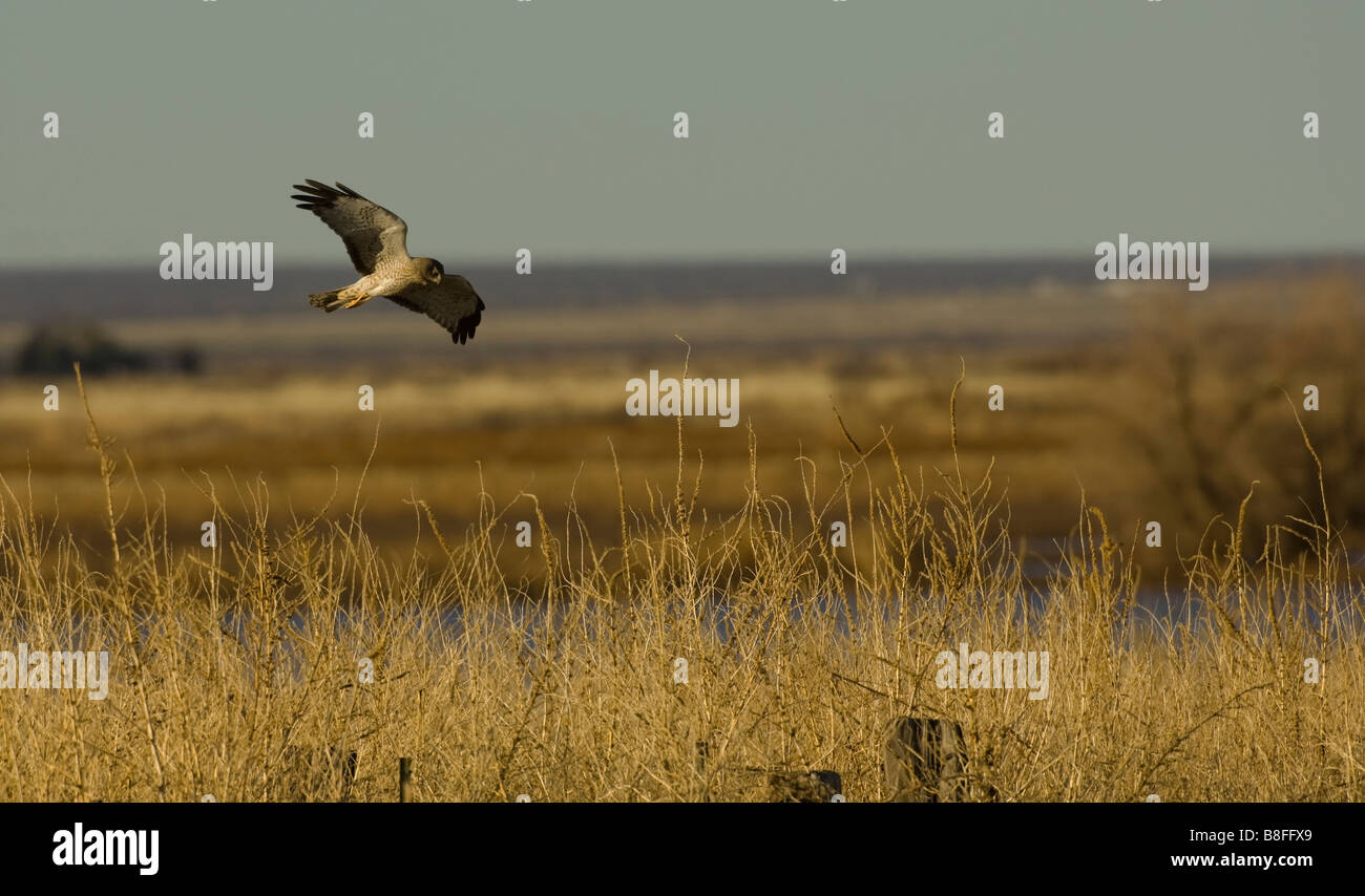 An Arizona Hawk Hunting the Marsh Stock Photo - Alamy