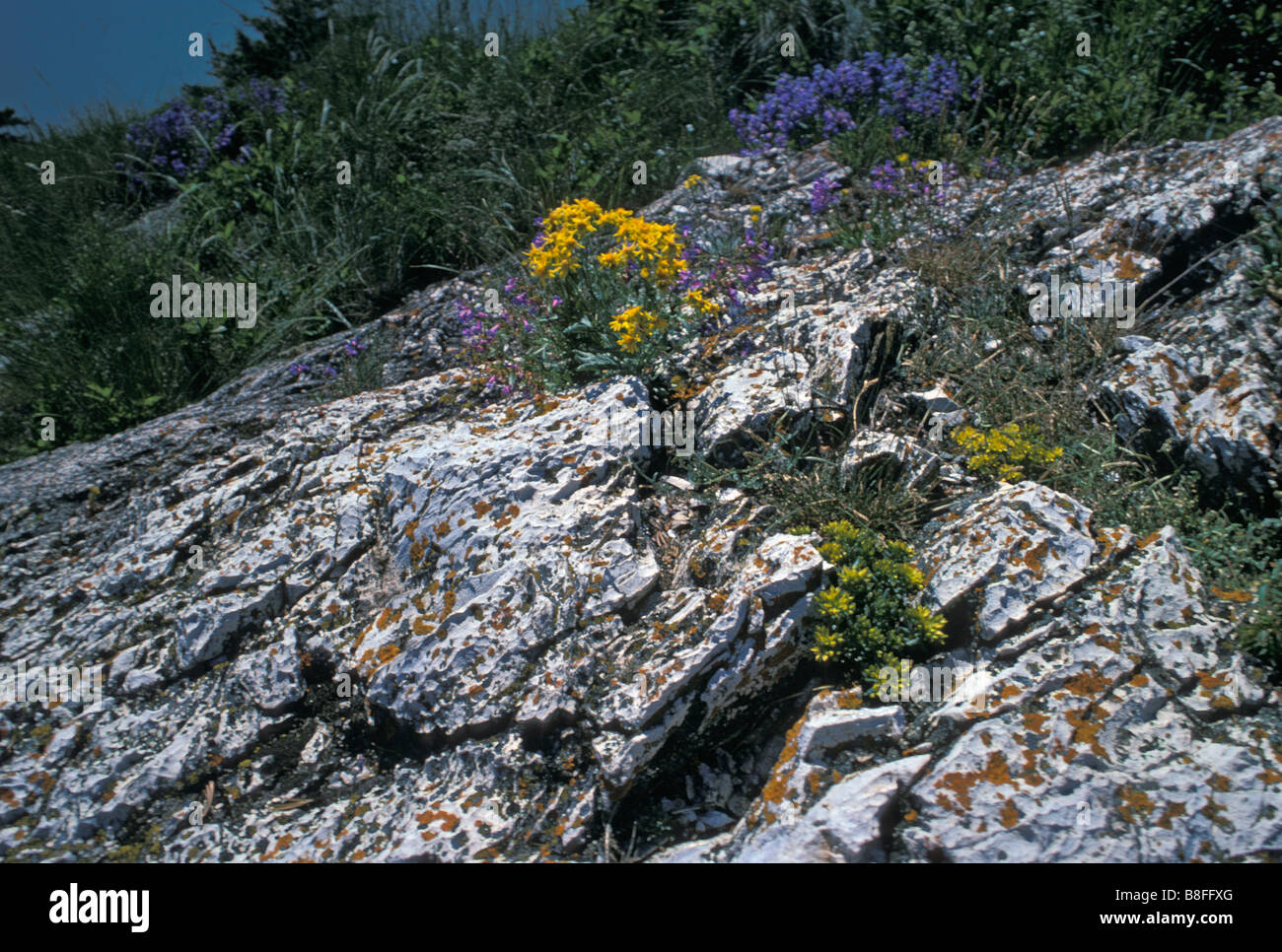Wildflowers growing among rocks Stock Photo - Alamy
