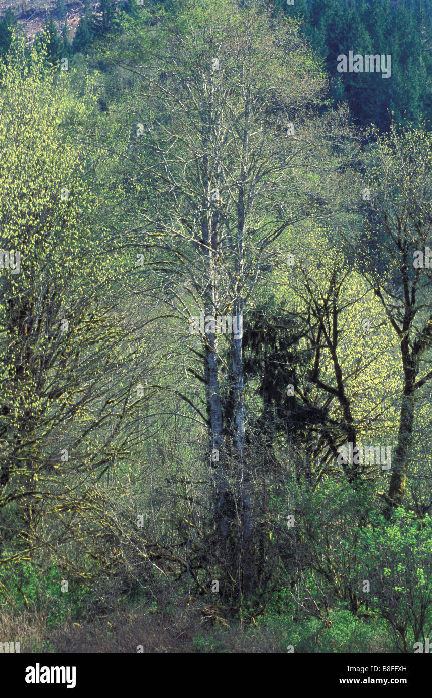 Rasar State Park Stock Photo - Alamy