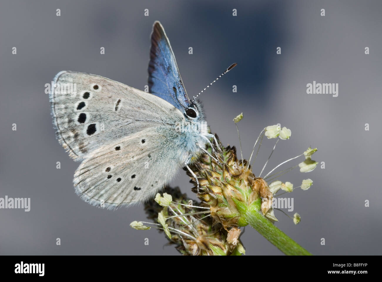 Black Eyed Blue (Glaucopsyche melanops Stock Photo - Alamy