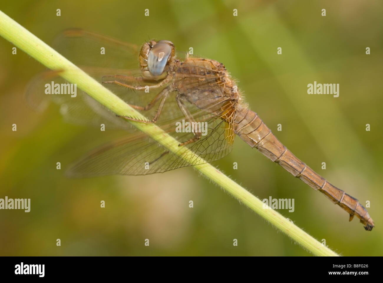 Female Scarlet Dragonfly (Crocothemis erythraea Stock Photo - Alamy