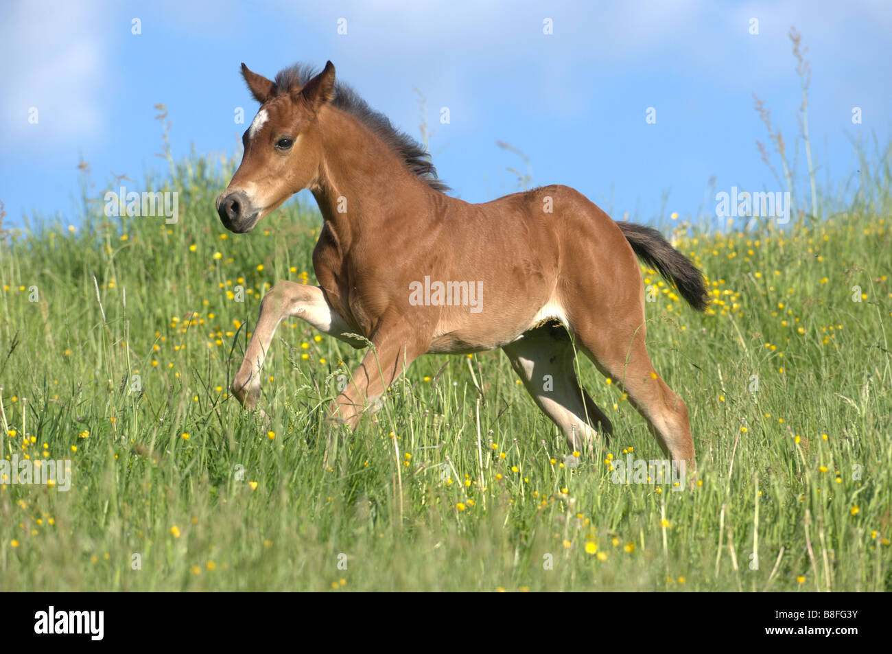 Quarter Horse (Equus ferus caballus), foal galloping over a meadow ...