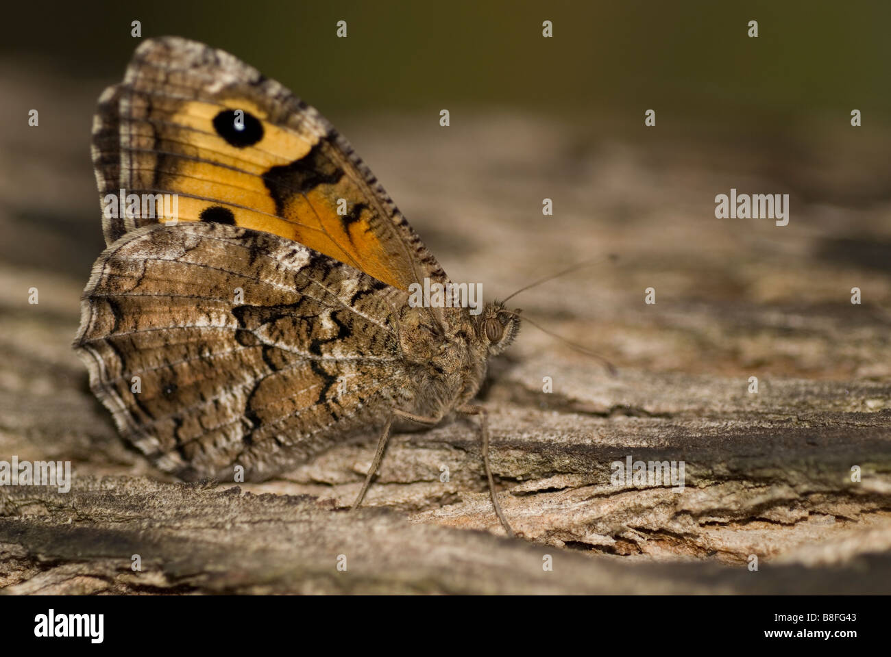 Grayling butterfly (Hipparchia semele Stock Photo - Alamy
