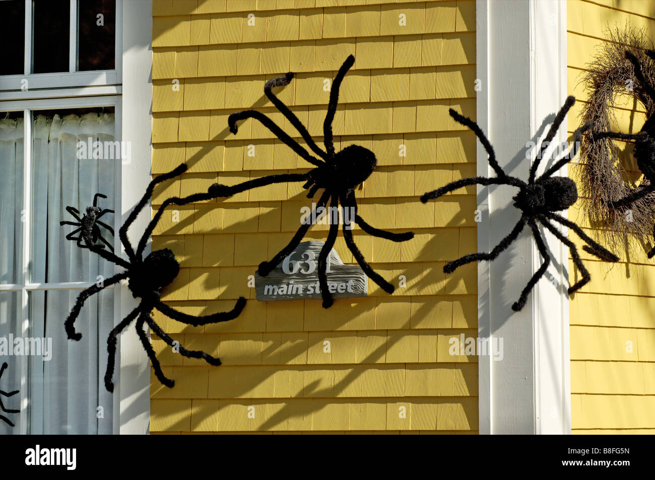 Big furry spiders in a house window as halloween decoration Stock Photo ...