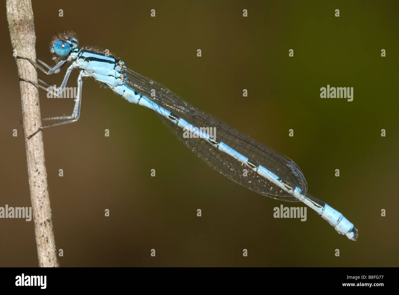 Common blue damselfly (Enallagma cyathigerum Stock Photo - Alamy Common blue damselfly (Enallagma cyathigerum Stock Photo - Alamy
