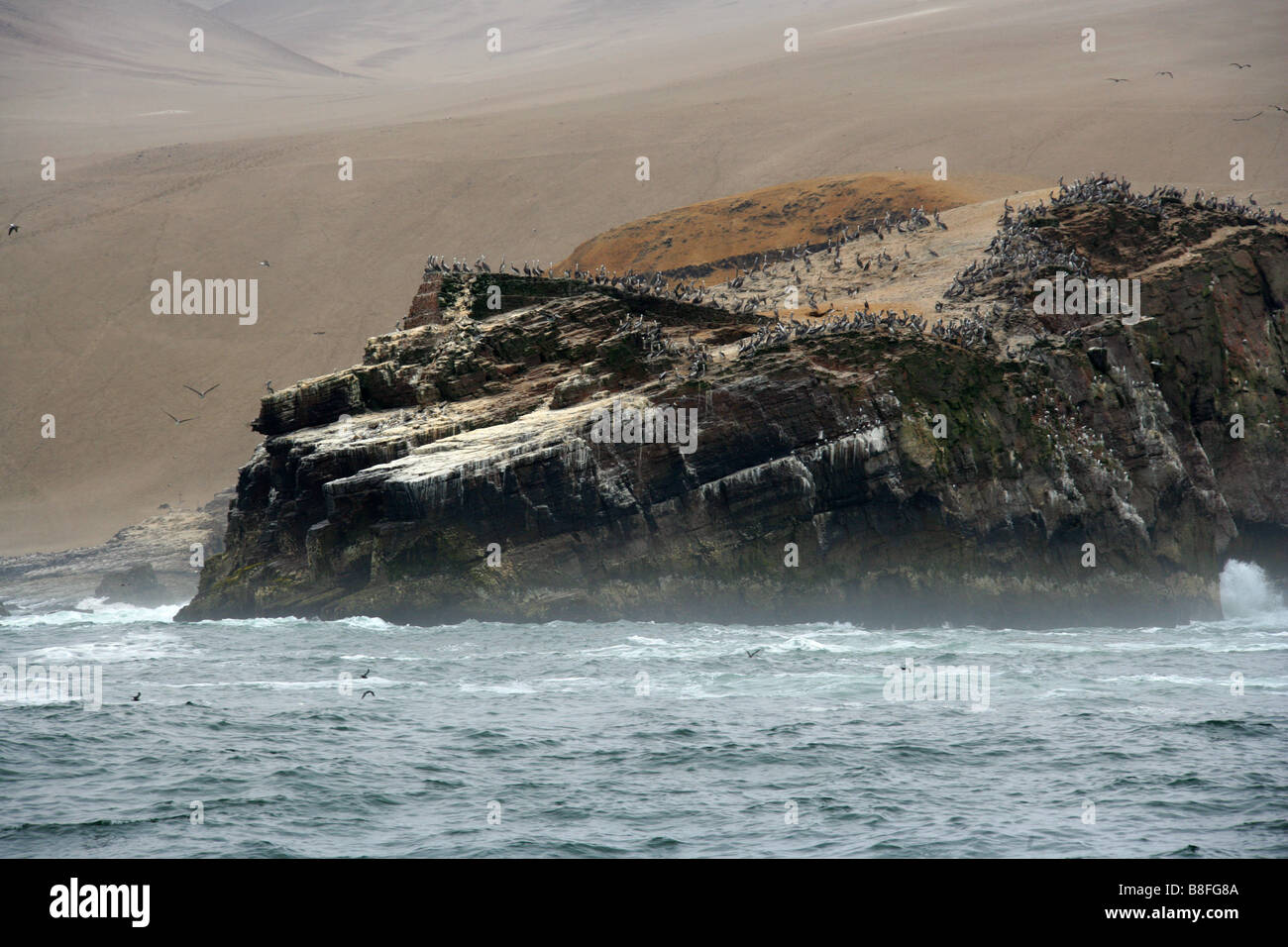 Peruvian Pelican Colony, Cavinzas Island, Callao Islands, Lima, Peru ...