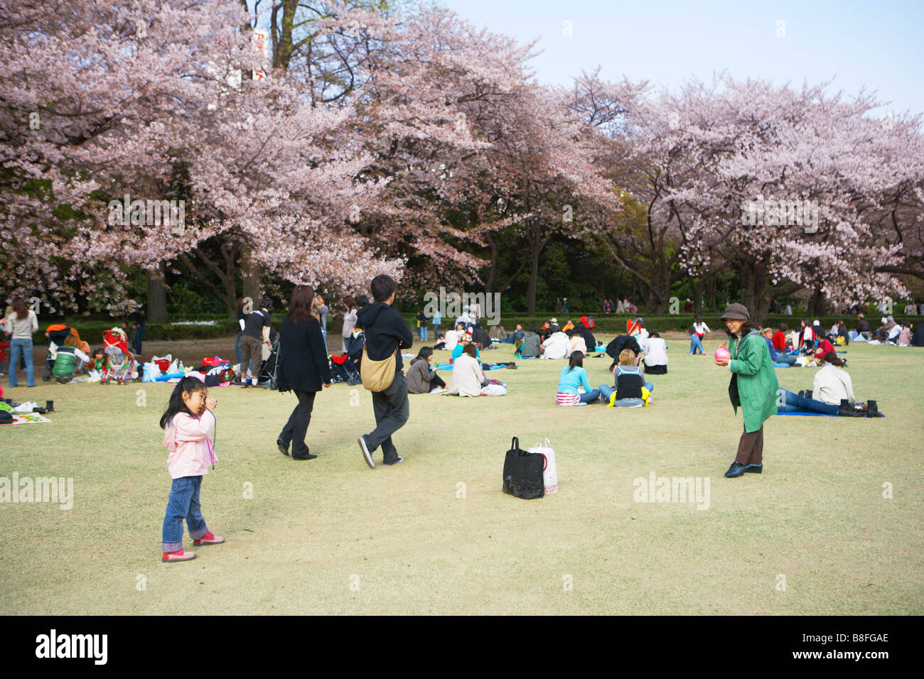JAPAN TOKYO SHINJUKU GYOEN PARK HANAMI Stock Photo - Alamy