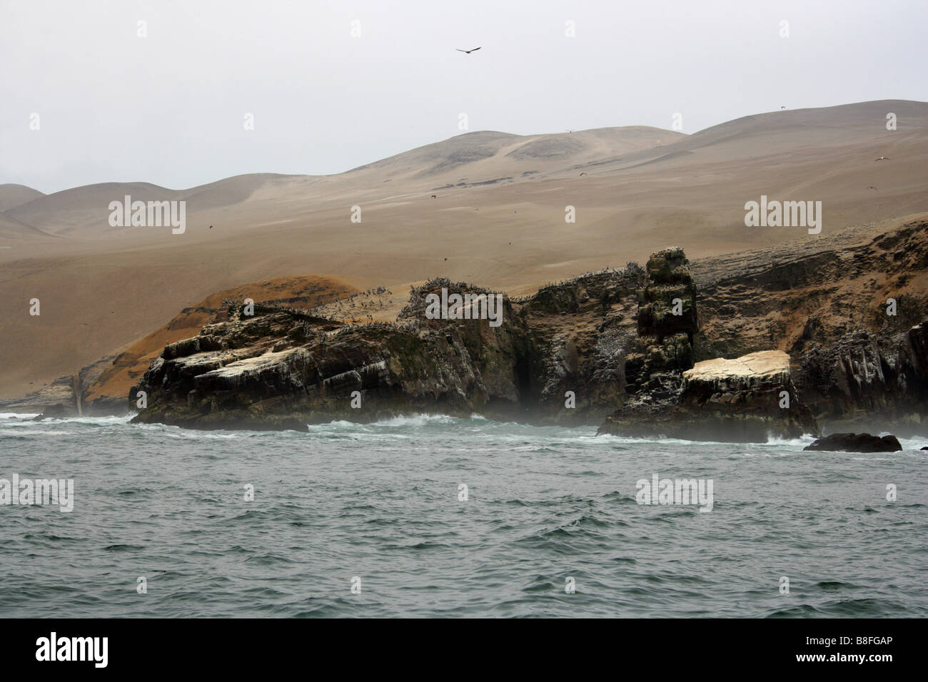 Peruvian Pelican Colony, Cavinzas Island, Callao Islands, Lima, Peru ...