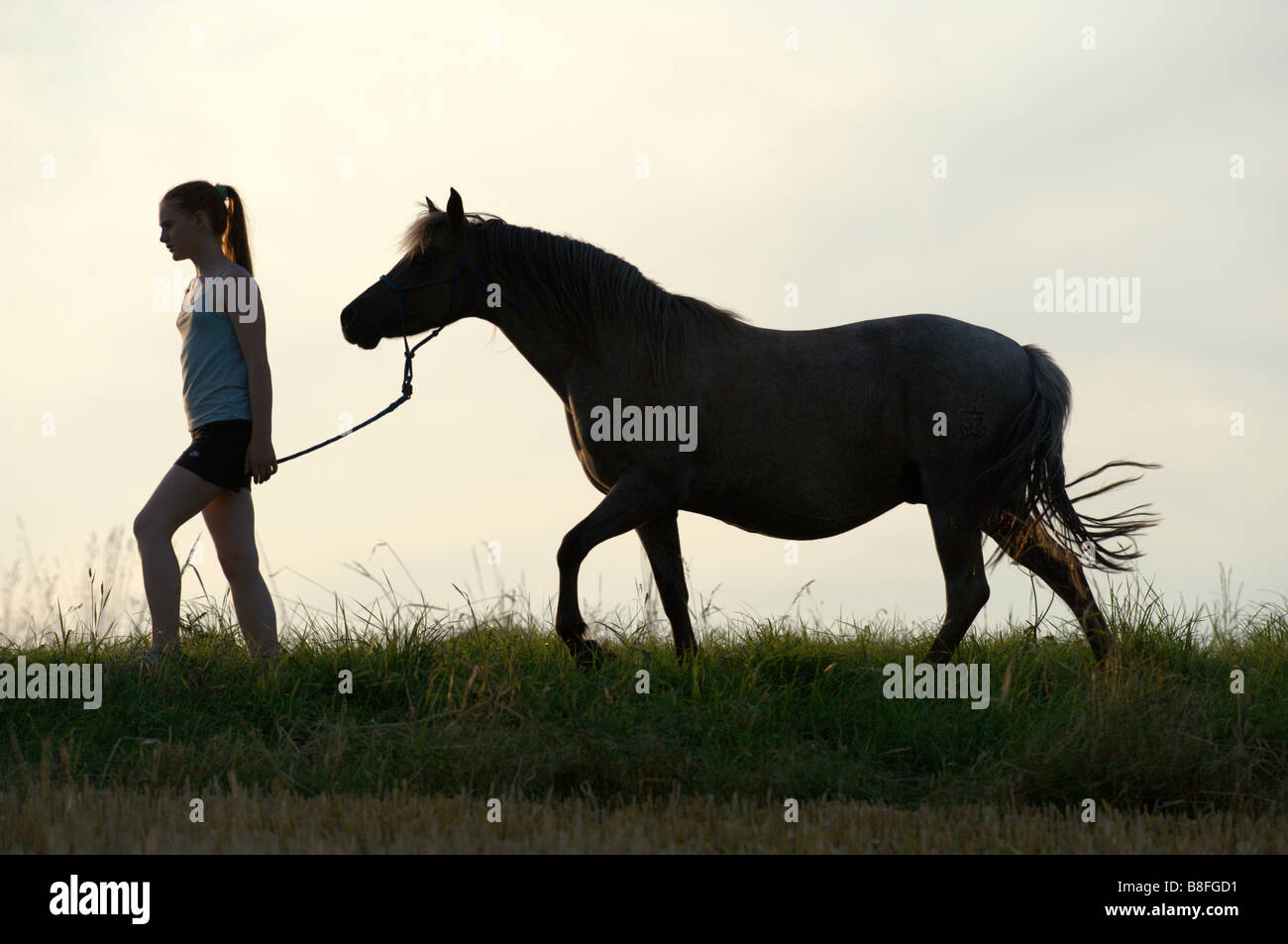 Girl leading German Riding Pony (Equus ferus caballus) back to the ...