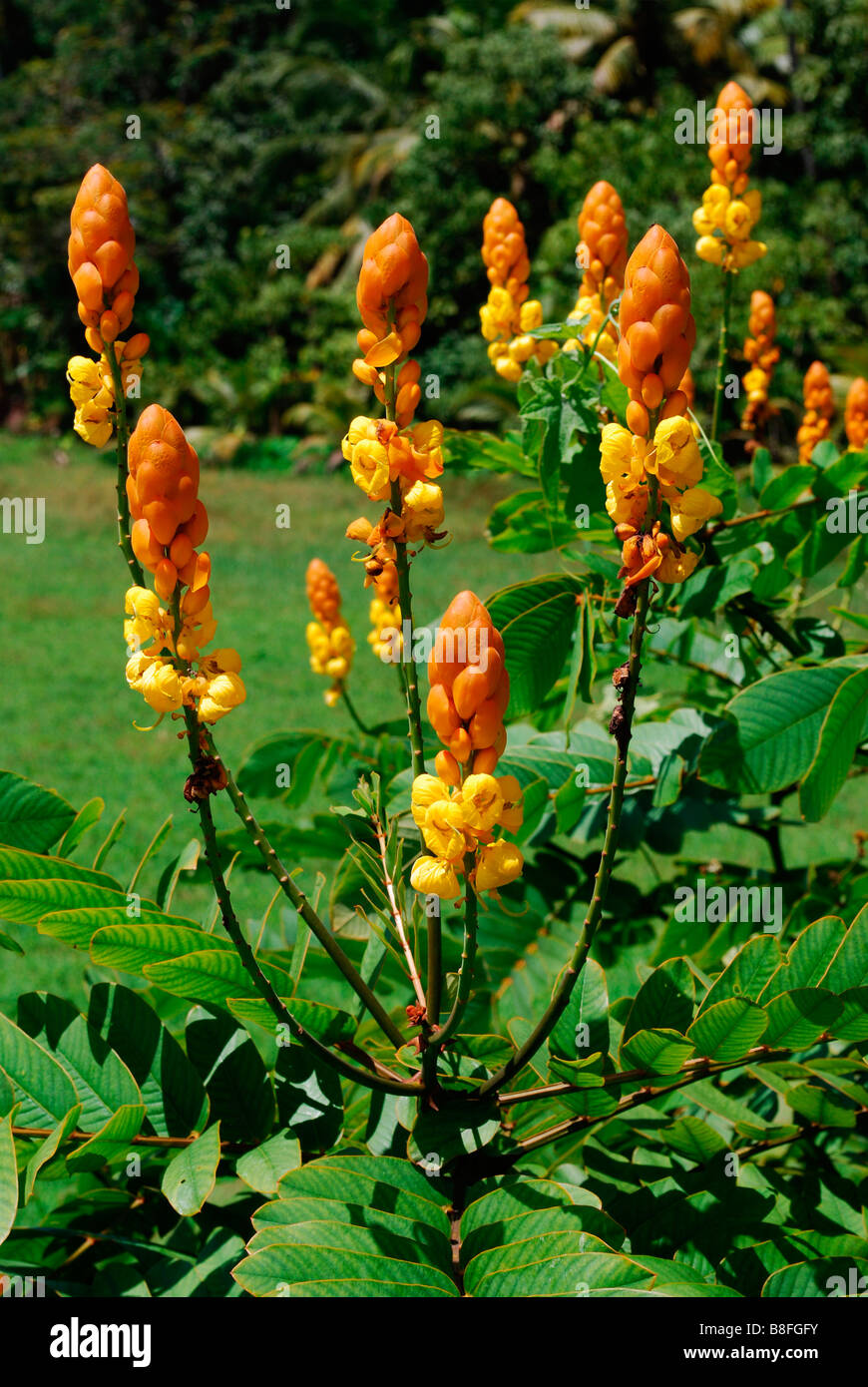 cassia Kerala , india Stock Photo - Alamy