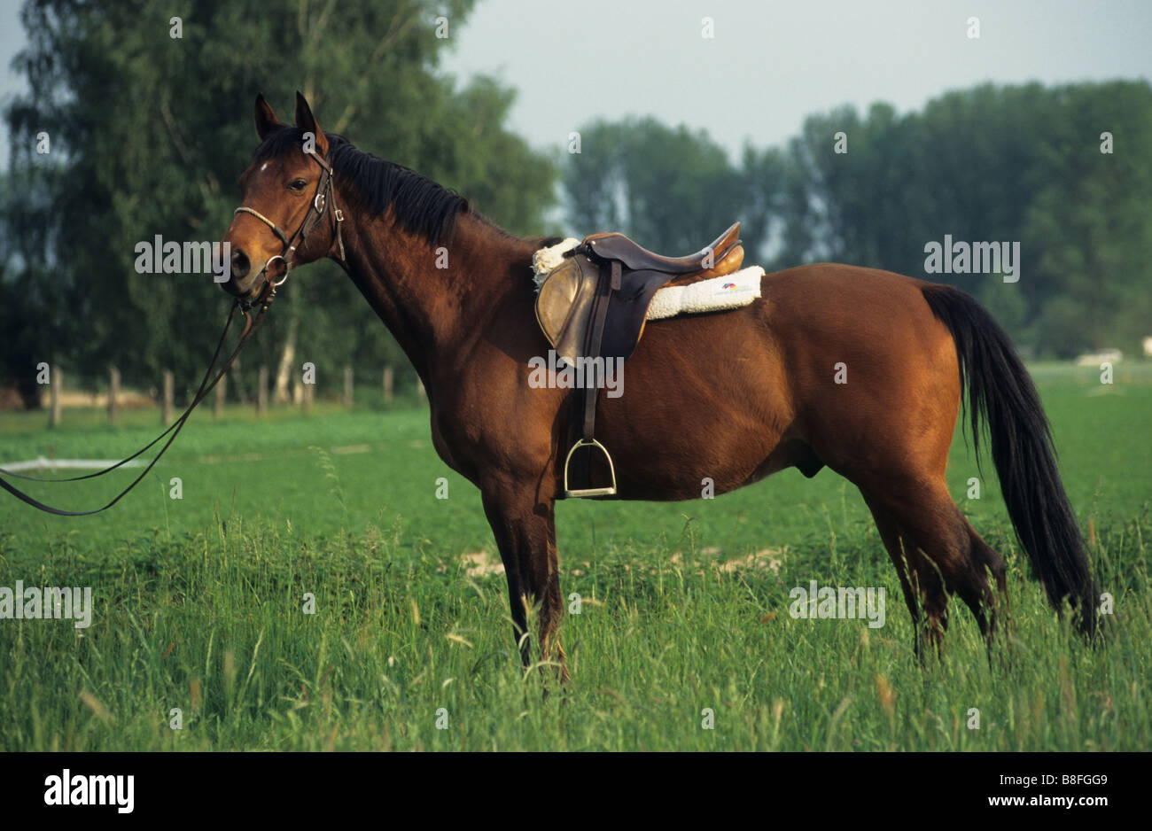 Budyonny hi-res stock photography and images - Alamy