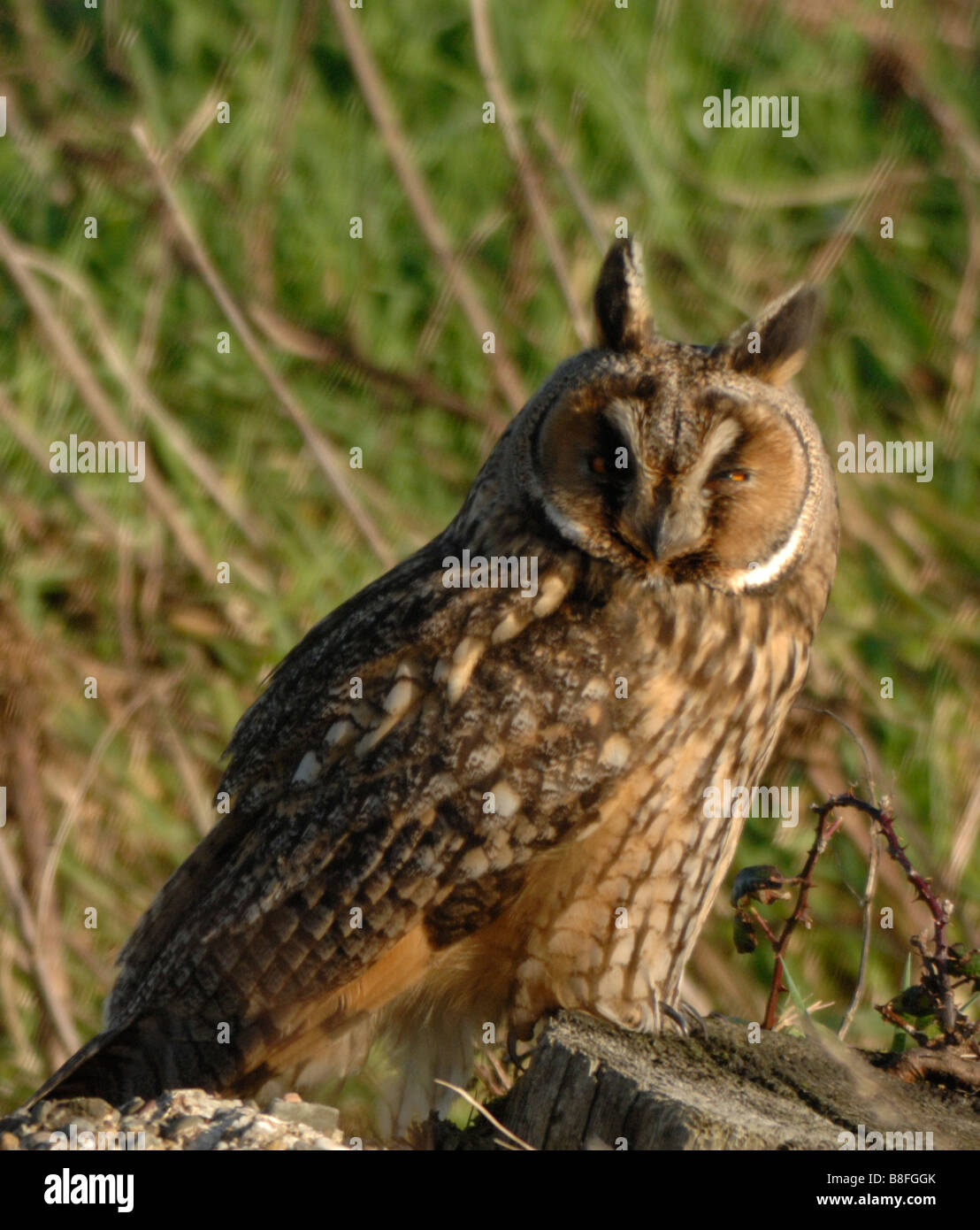 Eu wales migration hi-res stock photography and images - Alamy