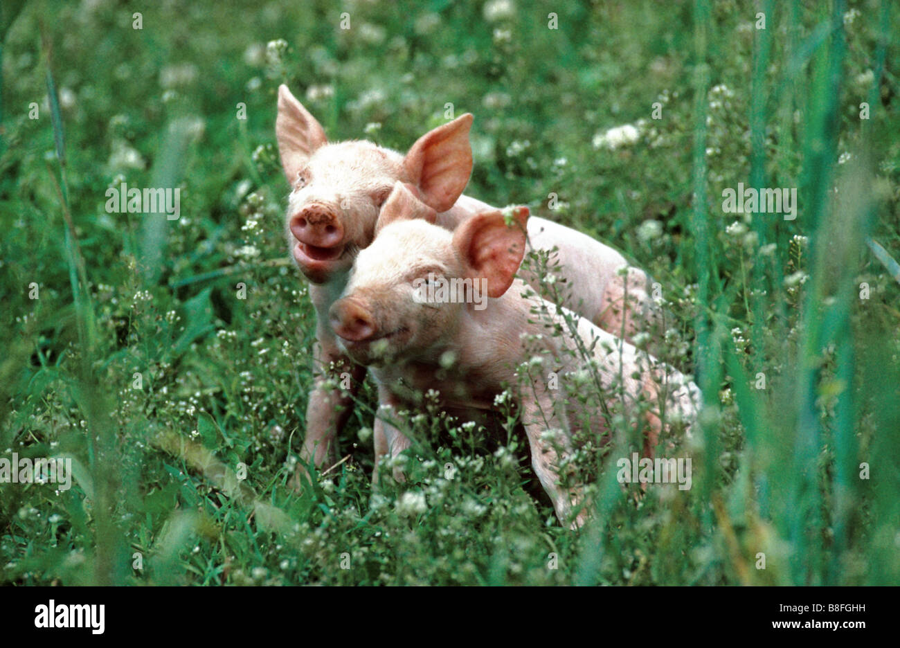 Piglet hi-res stock photography and images - Alamy