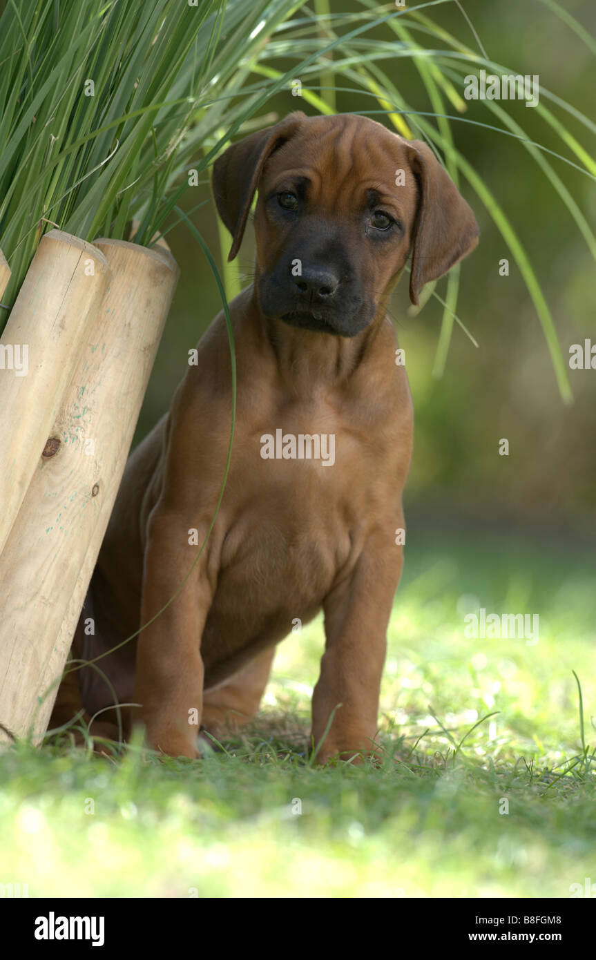 Rhodesian Ridgeback (Canis lupus familiaris), puppy sitting under ...