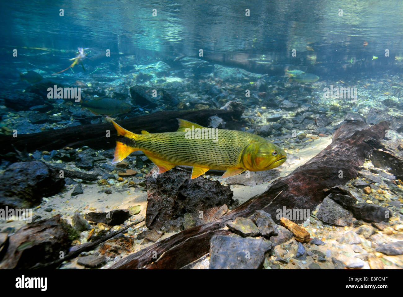 Dorado Salminus maxillosus at Prata river Bonito Mato Grosso do Sul ...