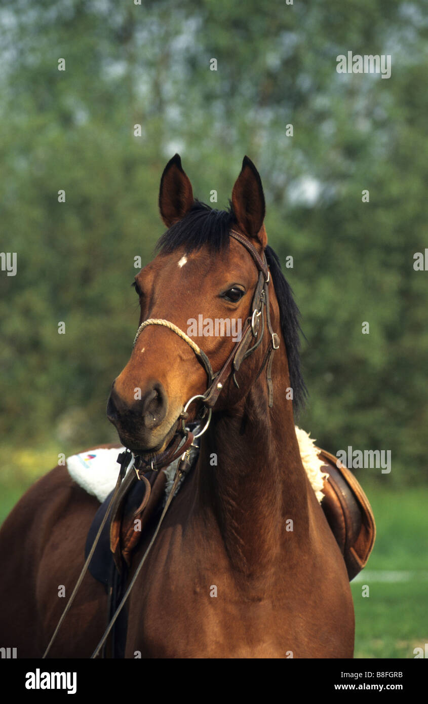 Budyonny, Budenny (Equus ferus caballus). Portrait of brown gelding ...