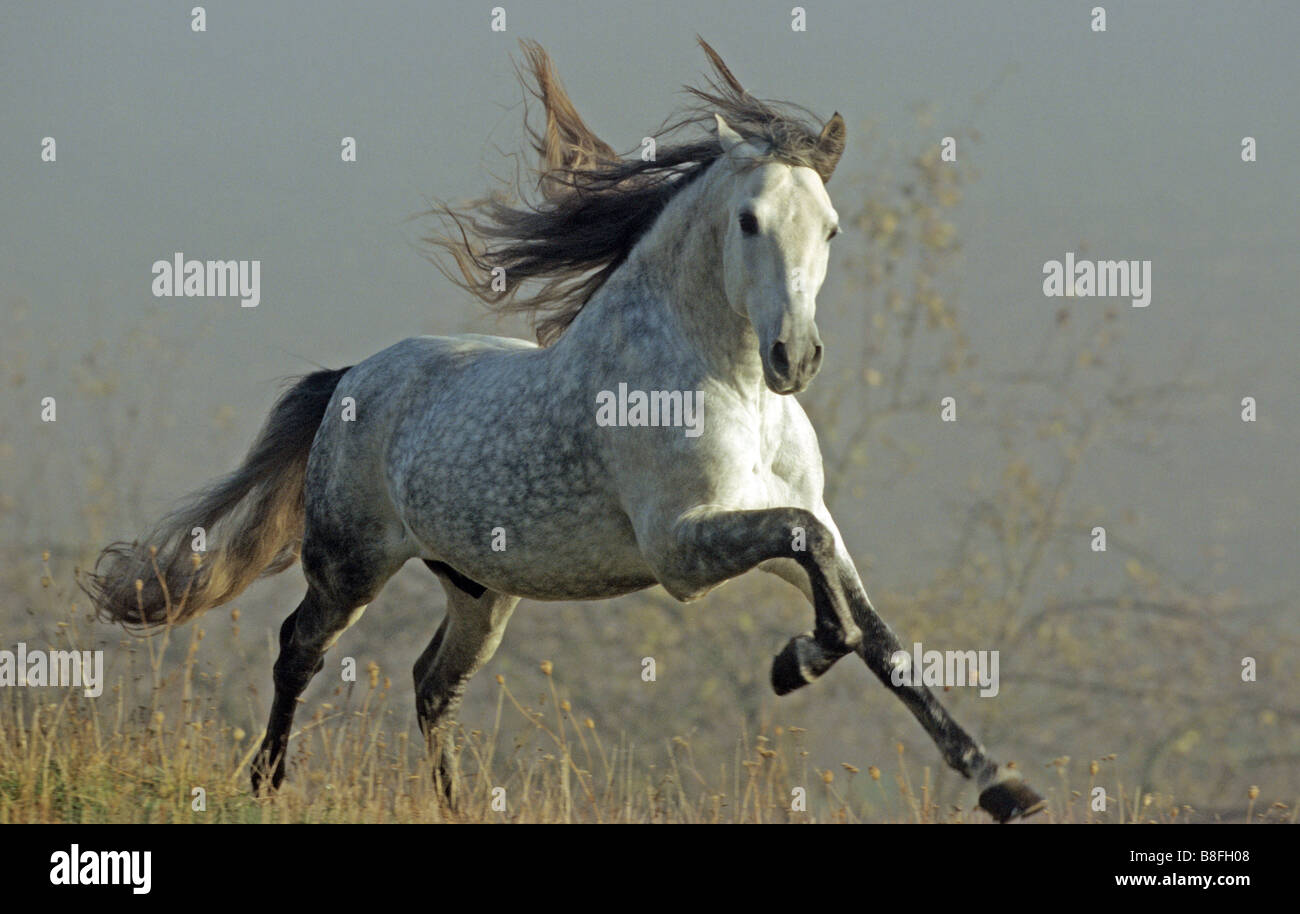 Andalusian Horse (Equus ferus caballus), white stallion galloping over ...
