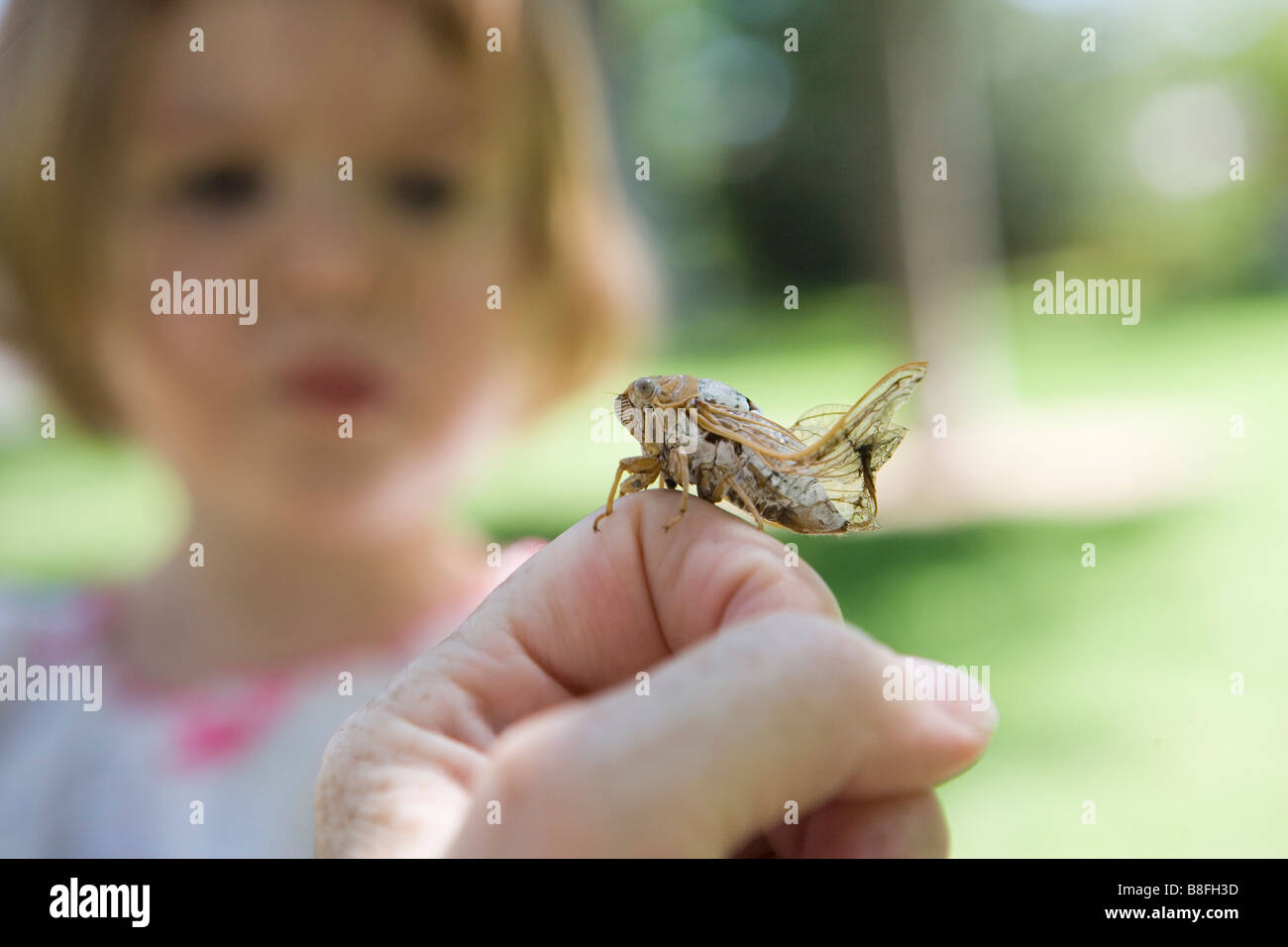 newly hatched cicada fallen sitting on a hand, young girl looks ...