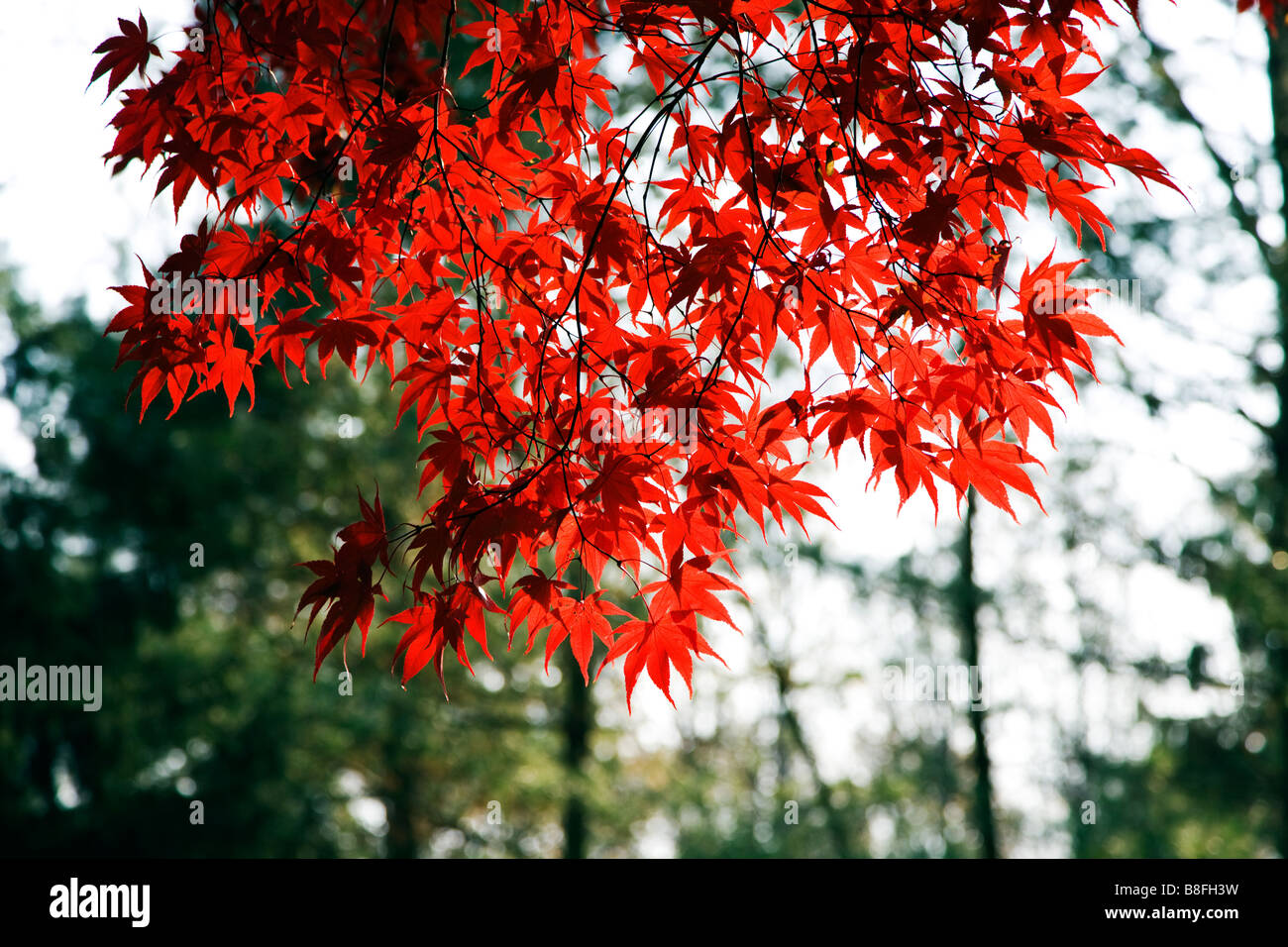 Bright red leaves of a Japanese Maple tree backlit by the afternoon ...