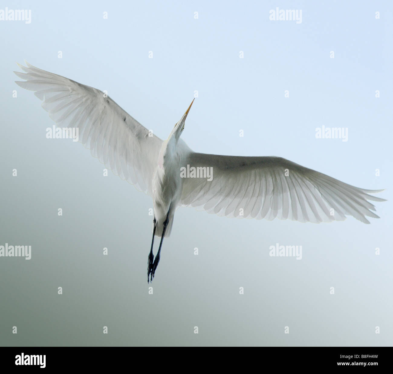 egret in flight Stock Photo - Alamy