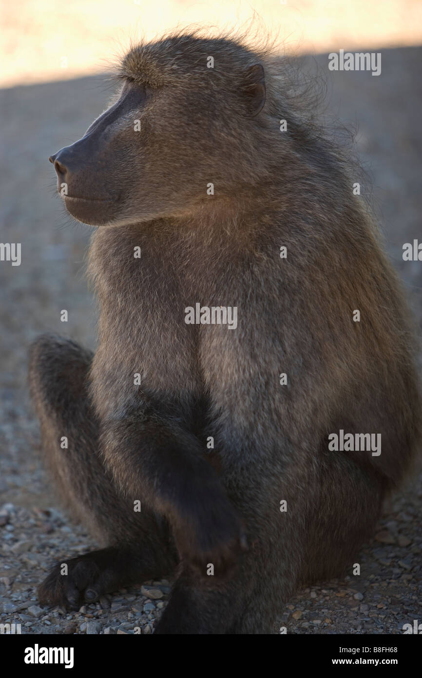 profile of a baboon at cape point south africa Stock Photo - Alamy