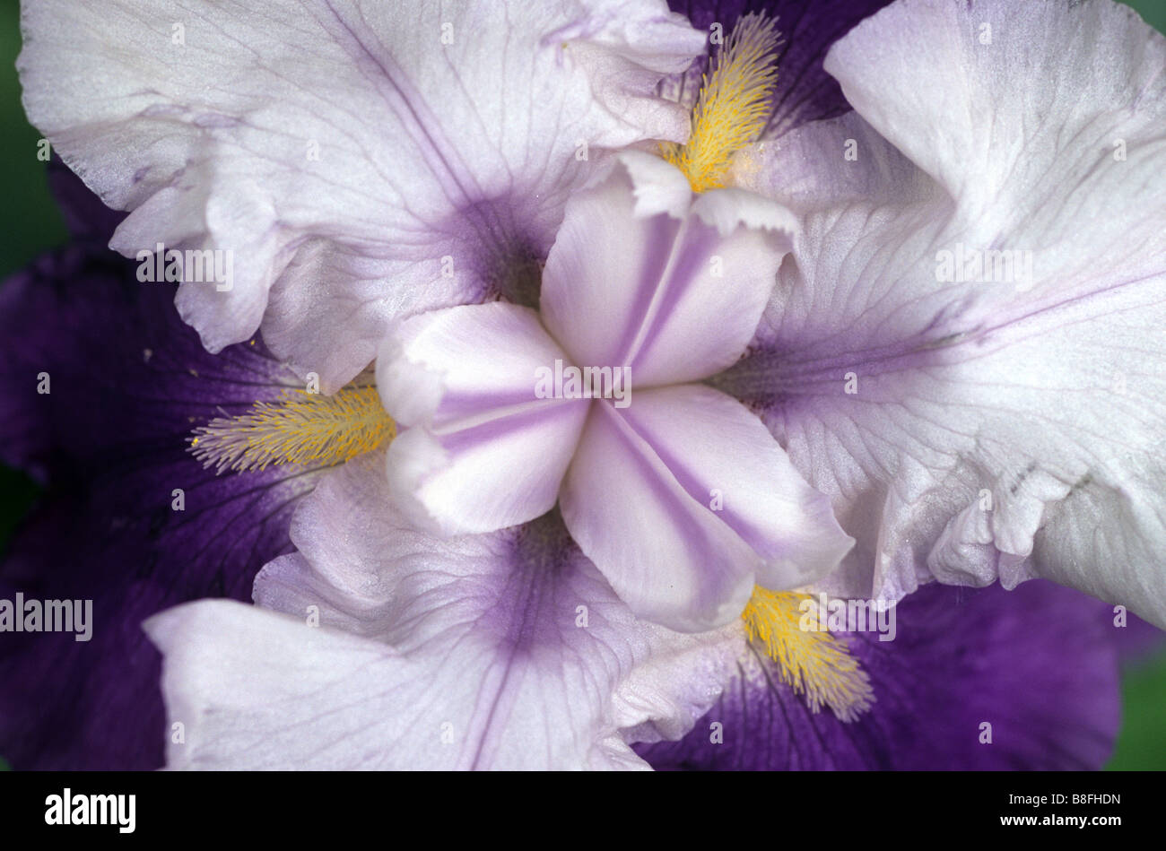 Close Up of Purple Iris, Garden Hybrid, Showing Pistils & Petals Stock ...