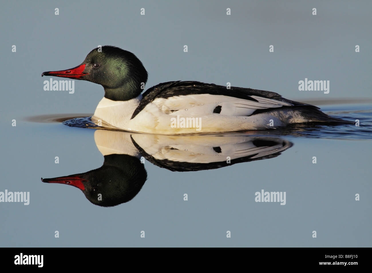 Drake Common Merganser
