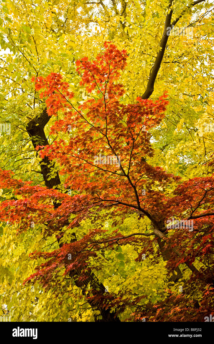 Nyc tree golden yellow fall foliage hi-res stock photography and images ...