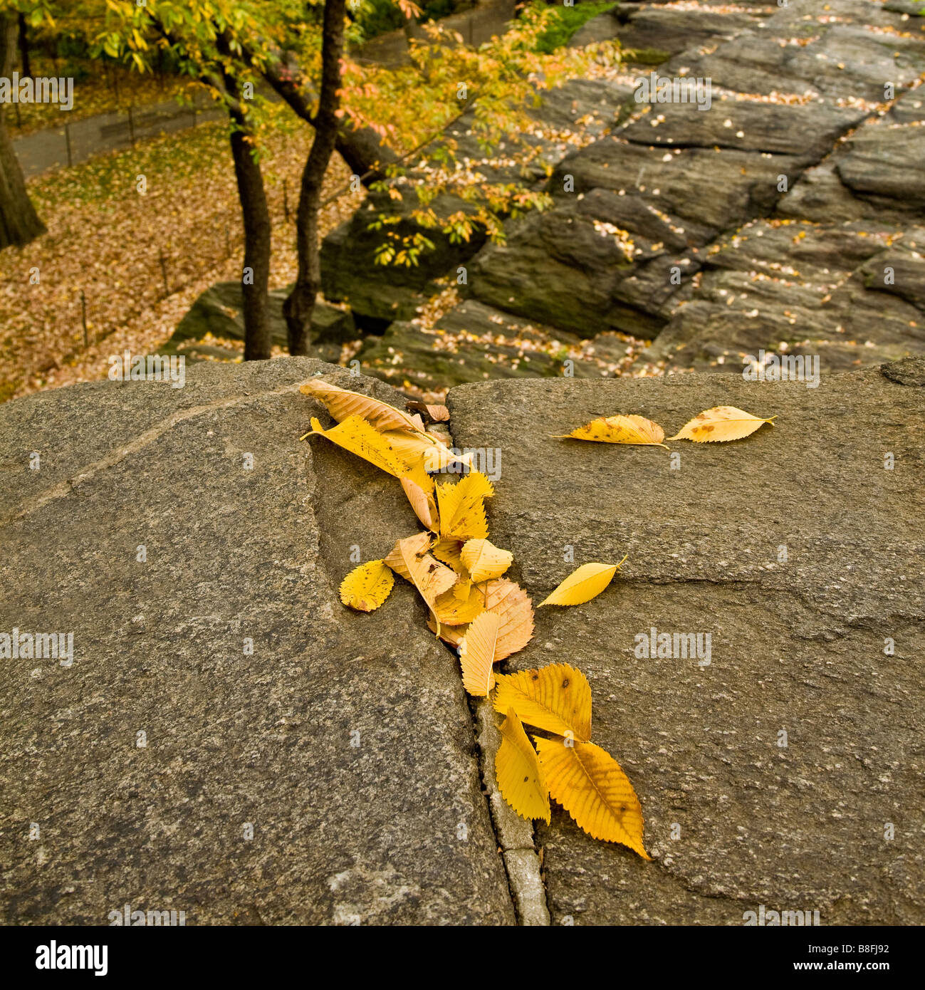 Leaf on parapet hi-res stock photography and images - Alamy