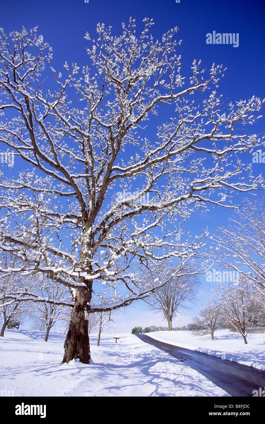 LATE SPRING SNOW AT THE UNIVERSITY OF MINNESOTA LANDSCAPE ARBORETUM IN ...