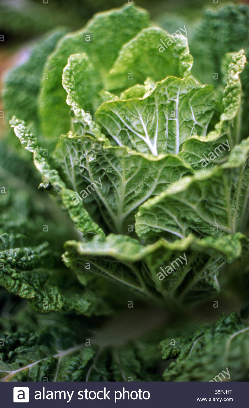 Crinkly Cabbage Stock Photos & Crinkly Cabbage Stock Images - Alamy
