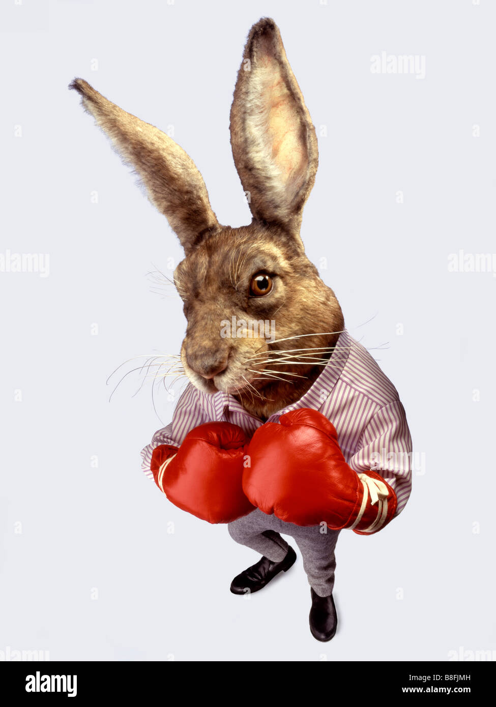 Character Boxing Hare ready for action! Stock Photo - Alamy