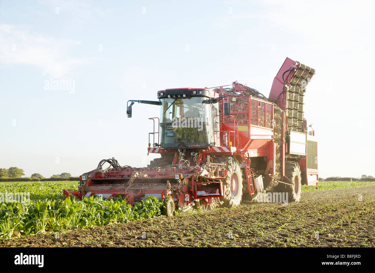 Sugar beet harvest harvester in hi-res stock photography and images - Alamy