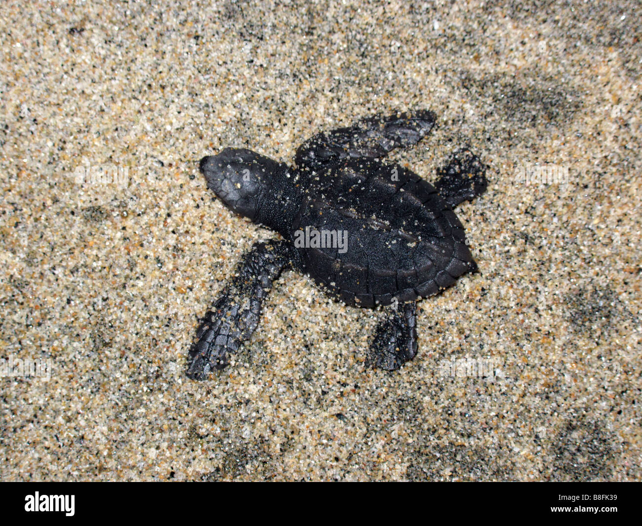 newly hatched Kemp's Ridley sea turtle, a critically endangered species ...