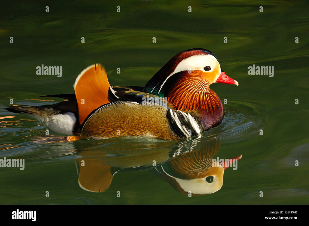 Male Mandarin Duck High Resolution Stock Photography and Images - Alamy